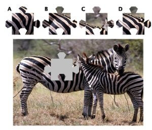 Jigsaw Puzzles: Find the correct piece - 1